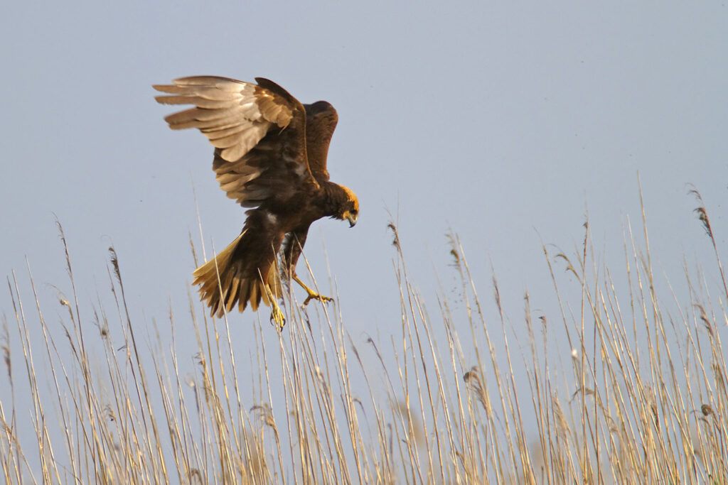 Ornithological reserve – Nature Park Vransko Lake